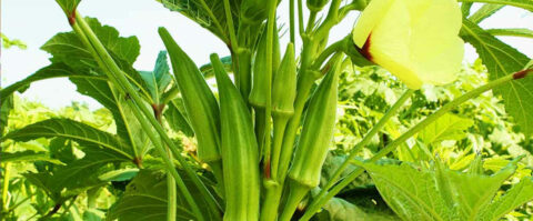 Fiche Technique du Gombo - cnrada