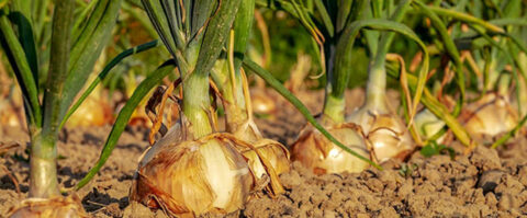 Oignon violet de GALMI - cnrada