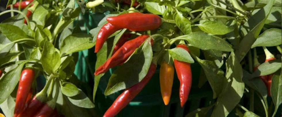 Fiche Technique du Piment - cnrada