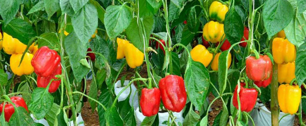 Fiche Technique du Poivron - cnrada