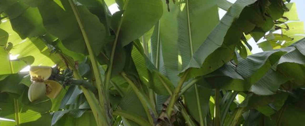 Fiche technique des bananiers - cnrada