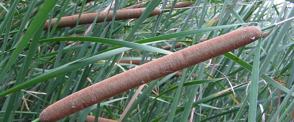 Typha australis Schum & Thom - cnrada